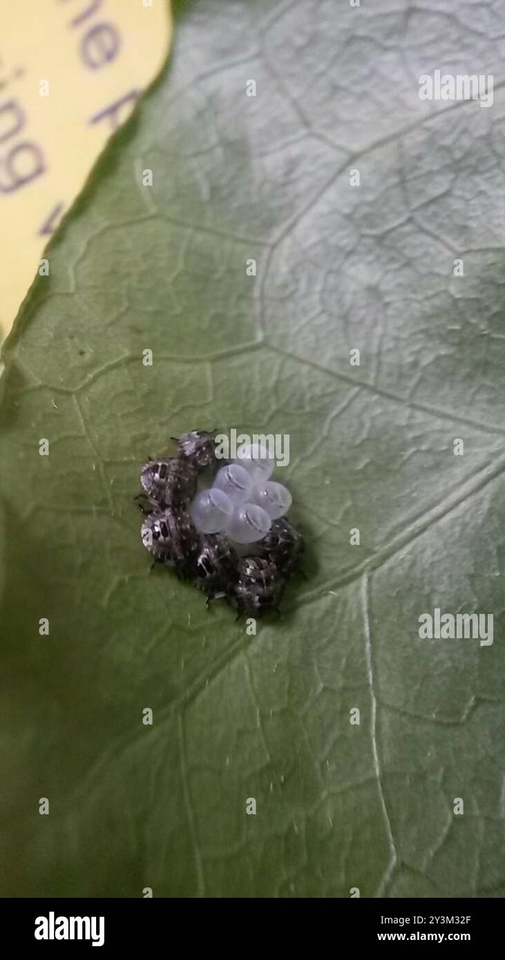Stink Bugs, Shield Bugs, and Allies (Pentatomoidea) Insecta Stock Photo ...
