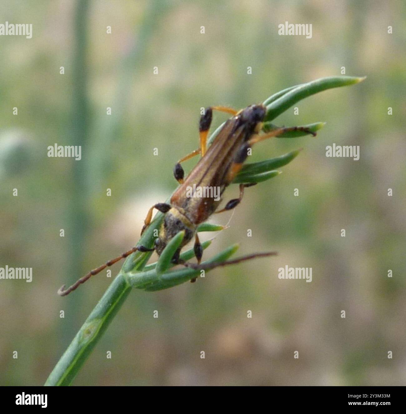 (Stenopterus ater) Insecta Stock Photo - Alamy