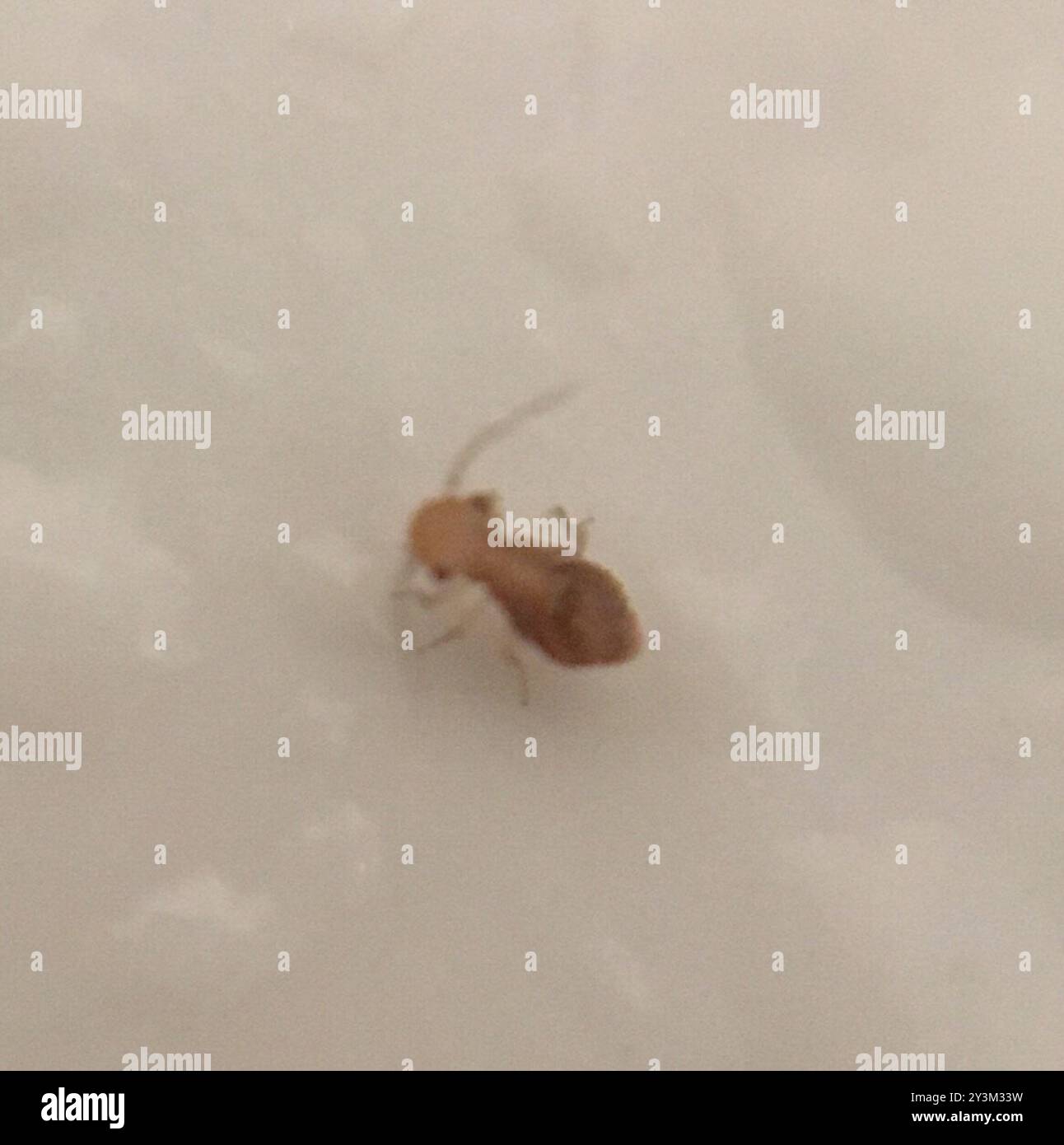 Barklice, Booklice, and Parasitic Lice (Psocodea) Insecta Stock Photo ...