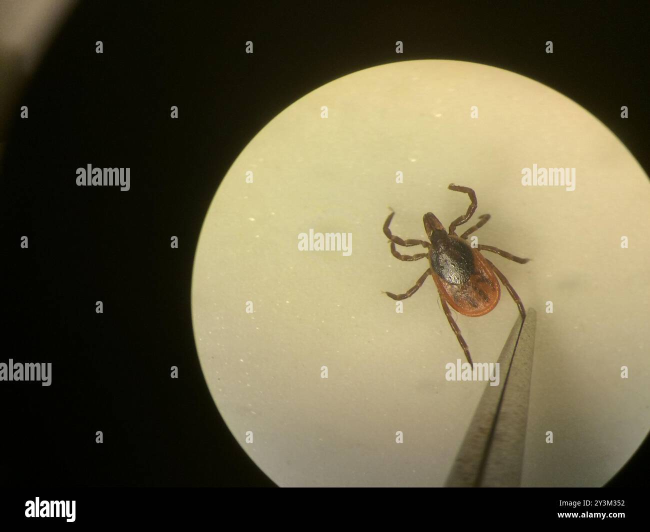 Eastern Black-legged Tick (Ixodes scapularis) Arachnida Stock Photo - Alamy