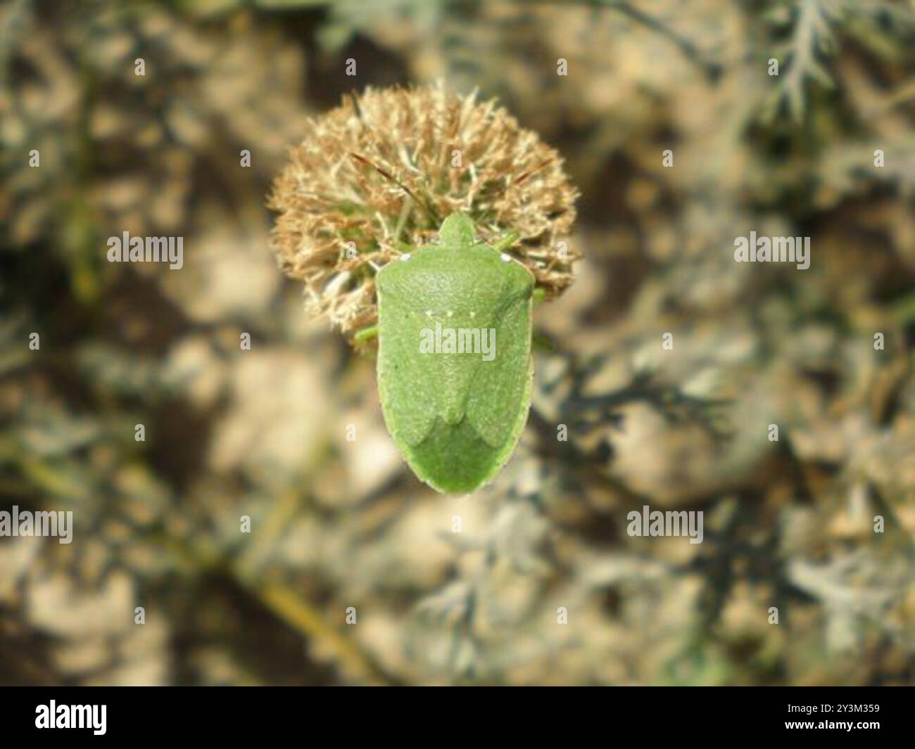 Southern Green Stink Bug (Nezara viridula) Insecta Stock Photo - Alamy