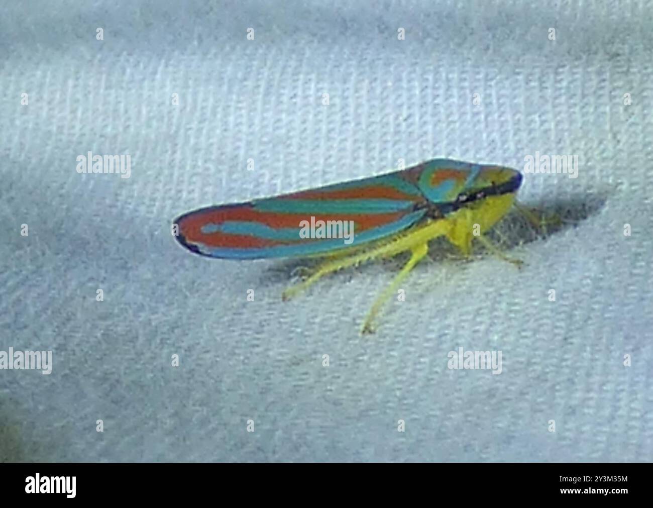 Red-banded Leafhopper (Graphocephala coccinea) Insecta Stock Photo - Alamy