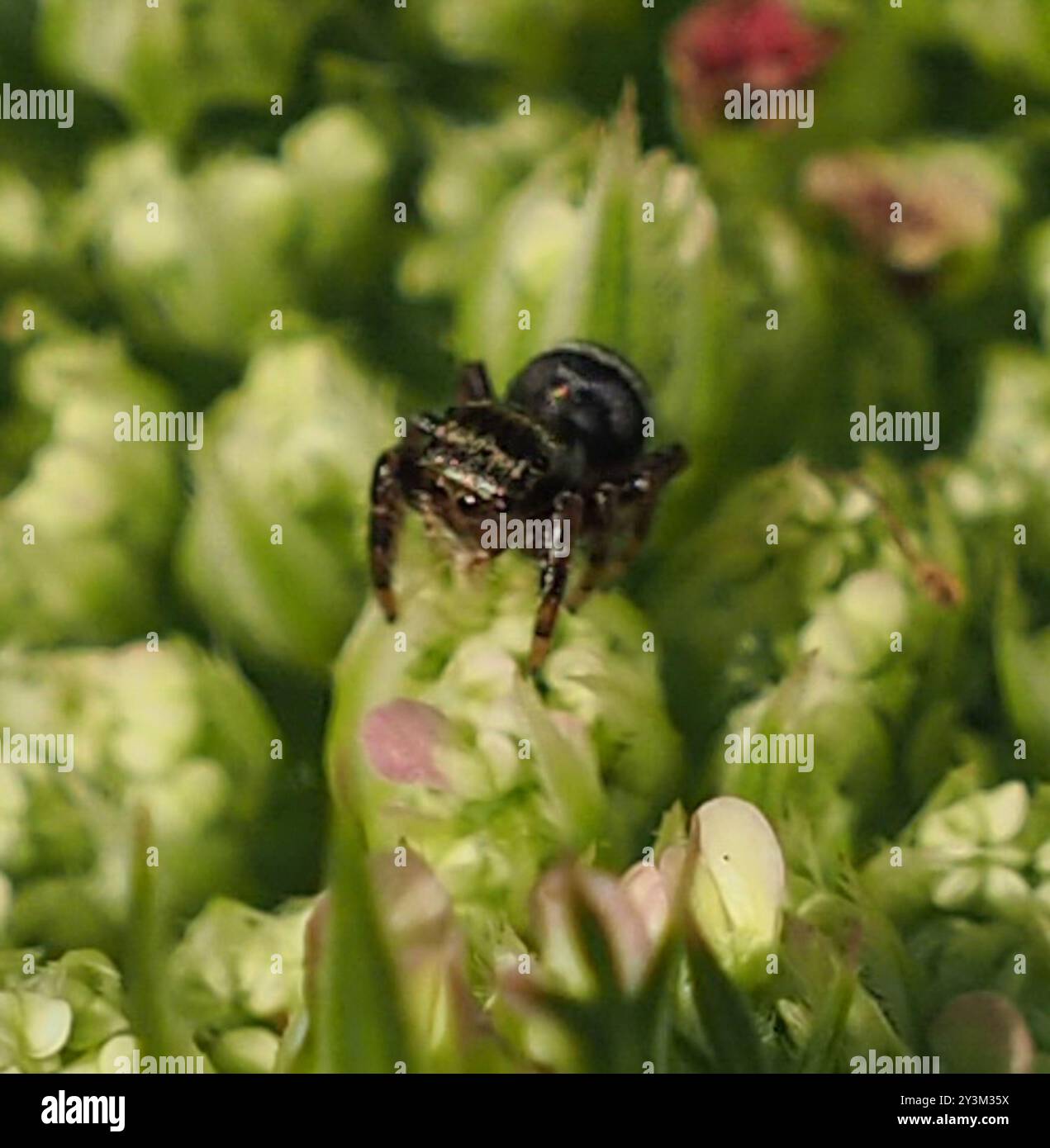 Typical Jumping Spiders (Salticinae) Arachnida Stock Photo - Alamy