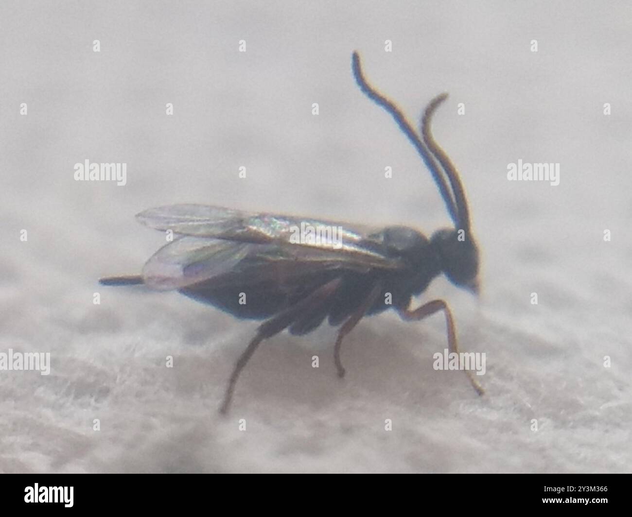 Narrow-waisted Wasps, Ants, and Bees (Apocrita) Insecta Stock Photo - Alamy