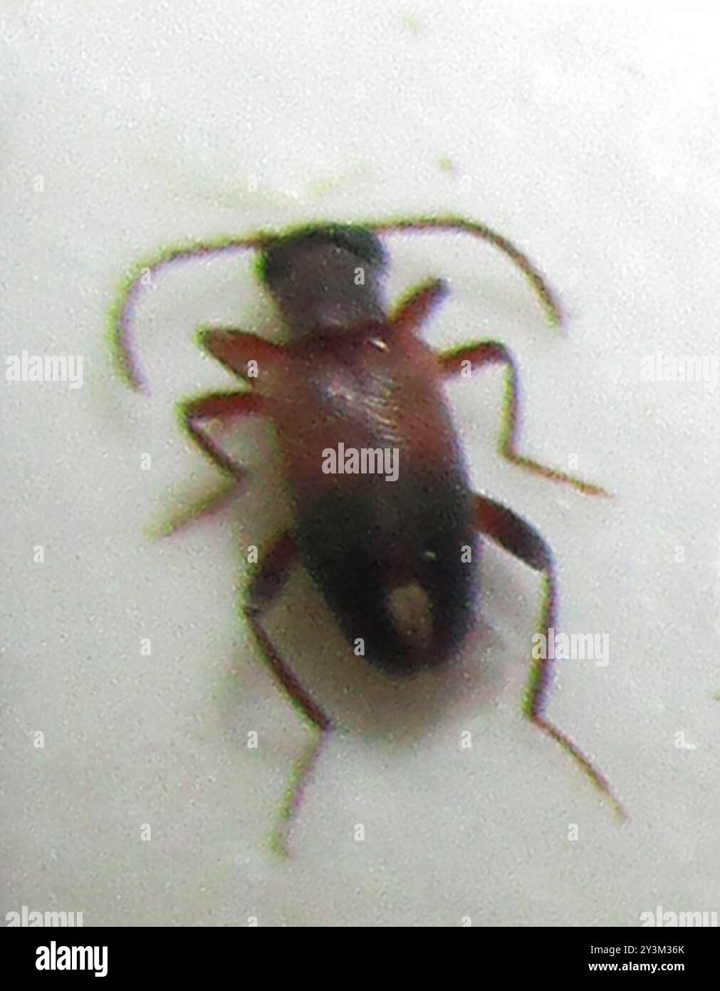 Ant-like Leaf Beetles (Aderidae) Insecta Stock Photo - Alamy