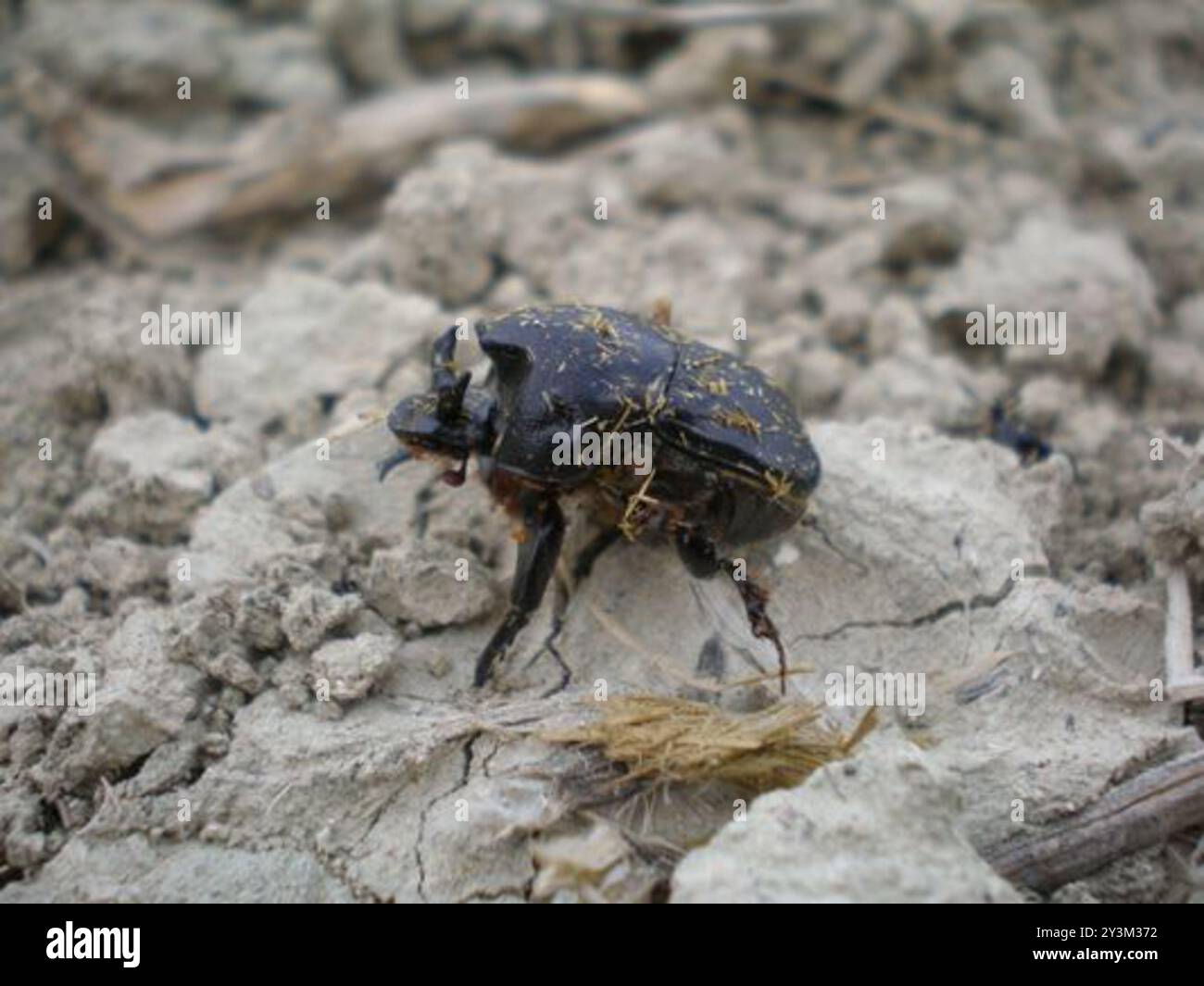 Bubas hi-res stock photography and images - Alamy