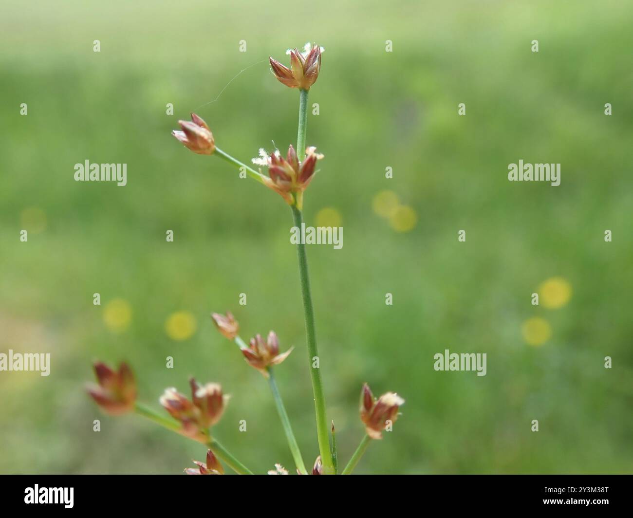 Arctic Rush (Juncus arcticus) Plantae Stock Photo - Alamy