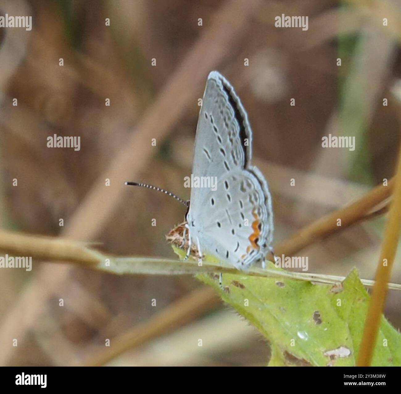 Eastern Tailed-Blue (Cupido comyntas) Insecta Stock Photo - Alamy