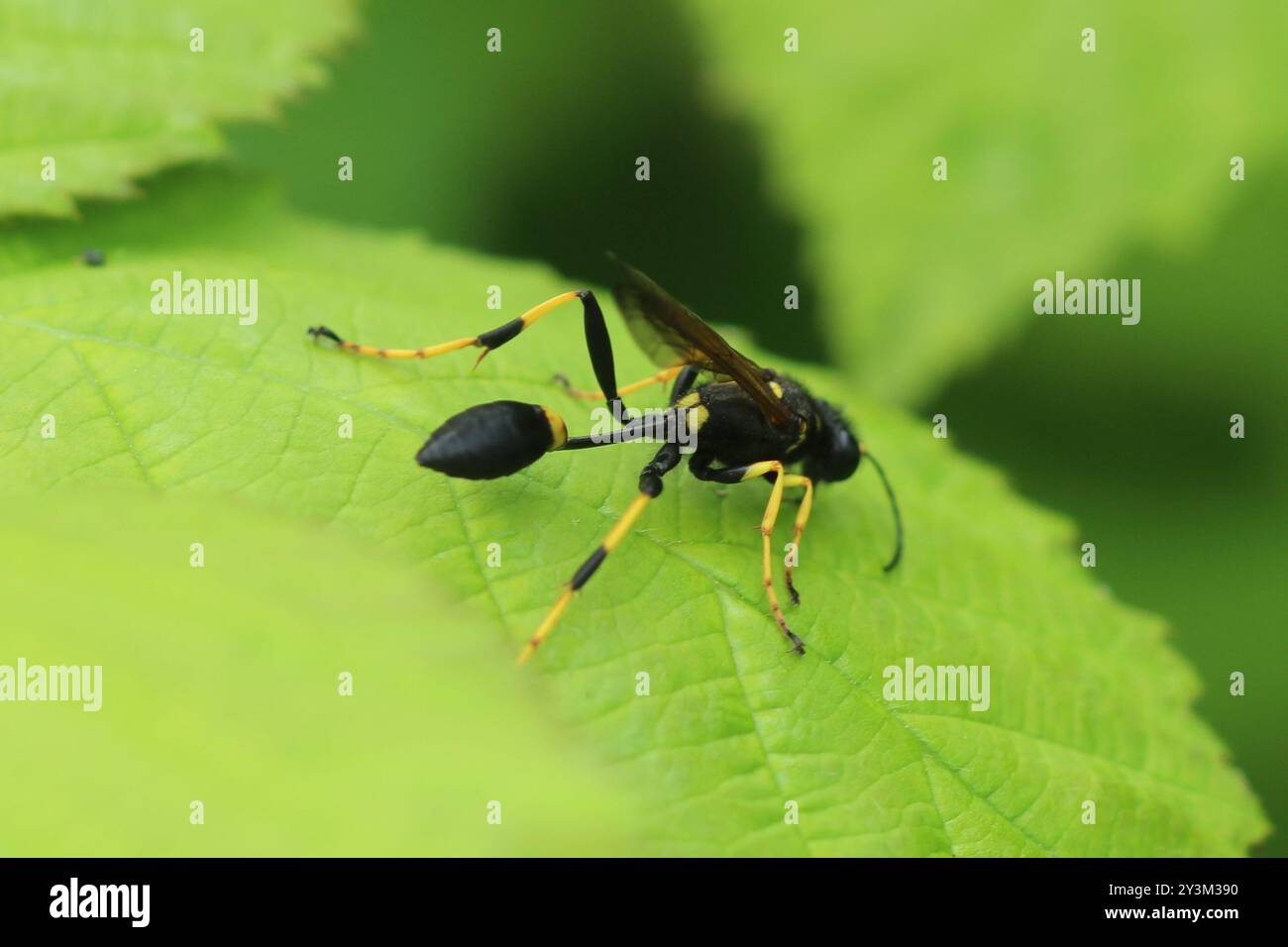 Yellow-legged Mud-dauber Wasp (Sceliphron caementarium) Insecta Stock ...