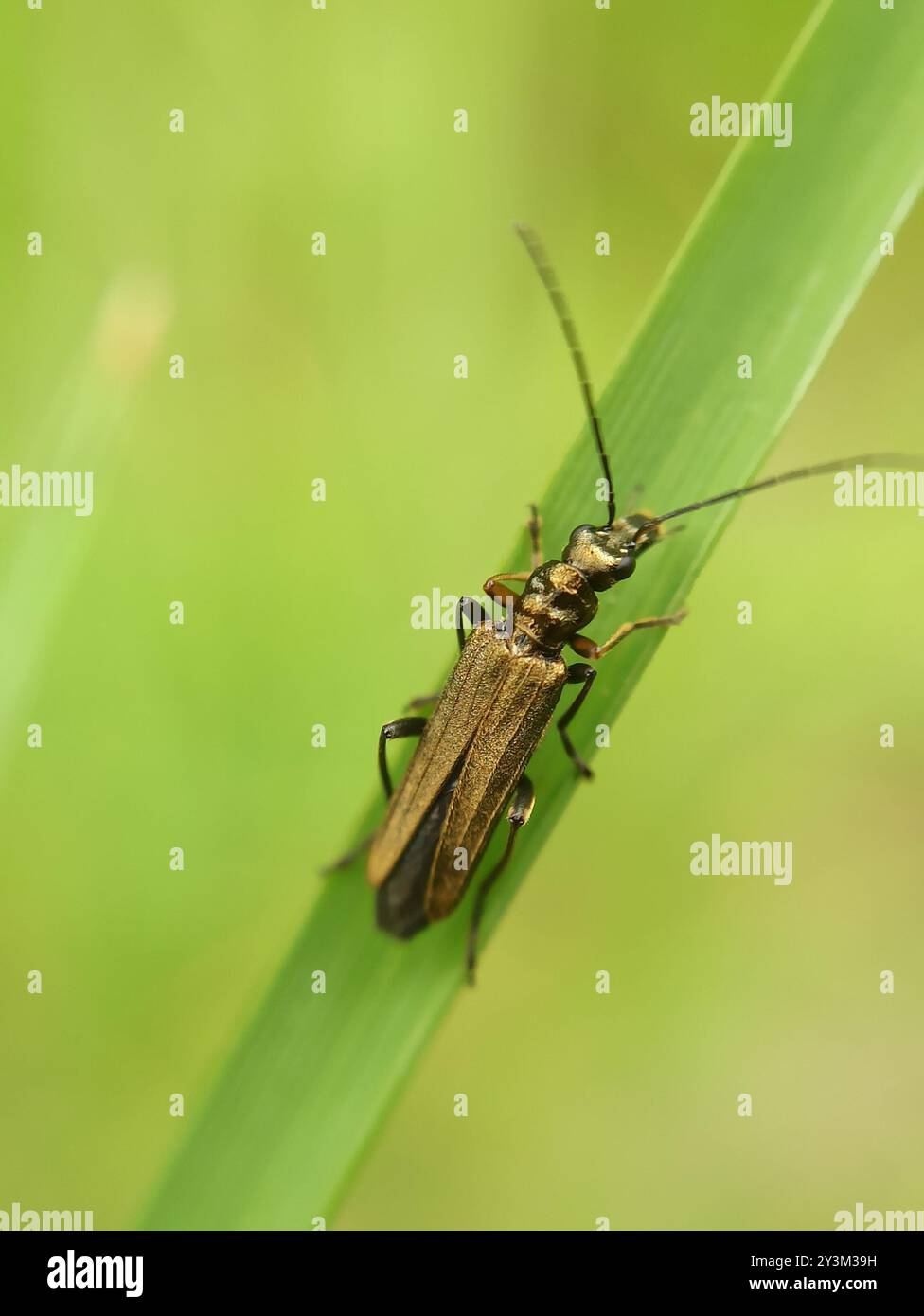 Yellow-legged Thick-legged Flower Beetle (Oedemera flavipes) Insecta ...