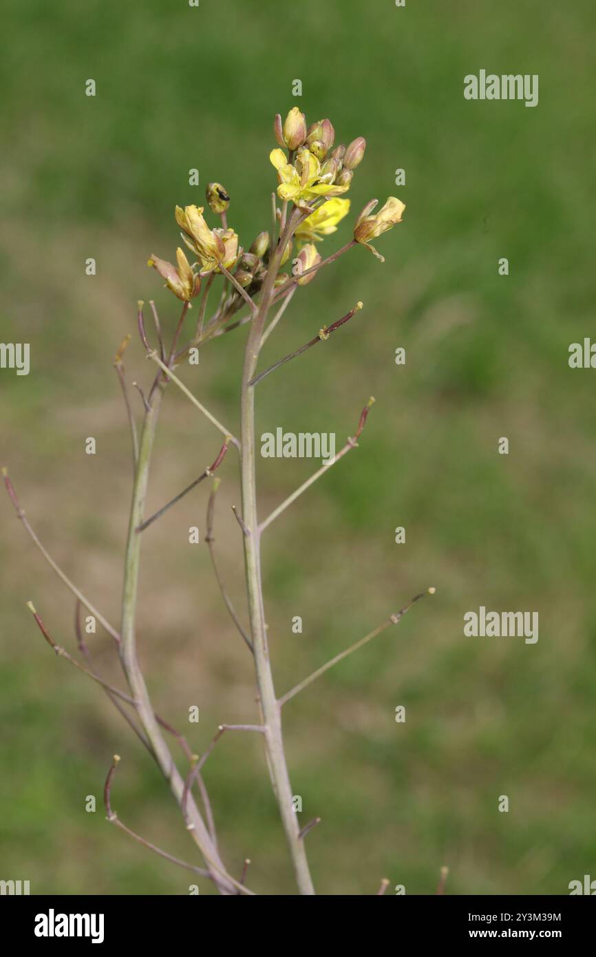 mustard family (Brassicaceae) Plantae Stock Photo - Alamy