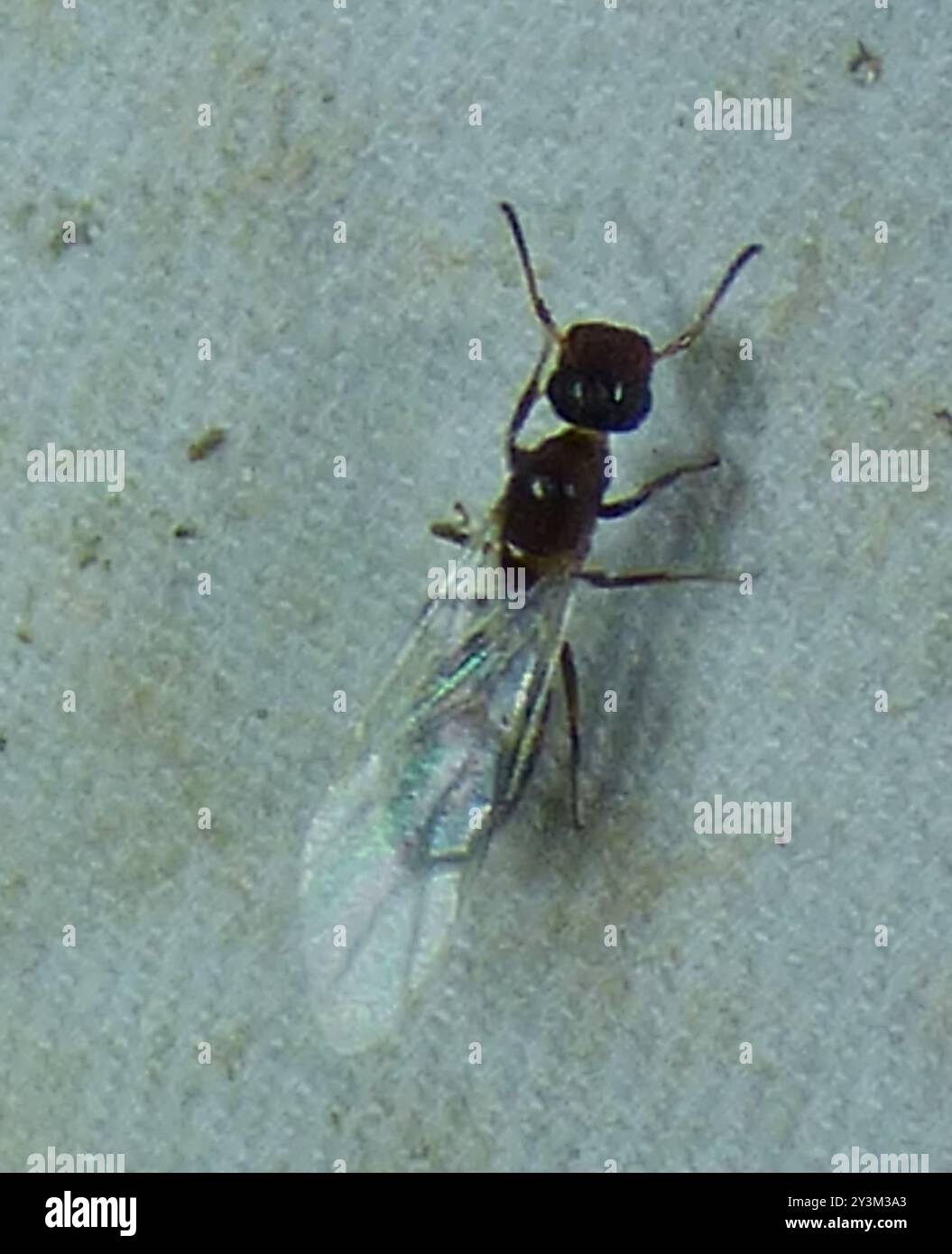 Oblique Gate-keeper Ant (Colobopsis obliqua) Insecta Stock Photo - Alamy