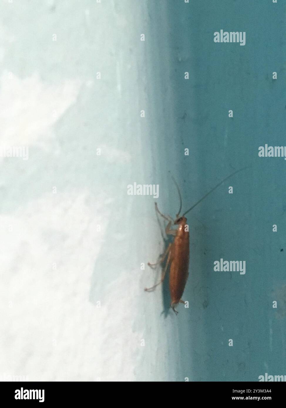 German Cockroach (Blattella germanica) Insecta Stock Photo - Alamy