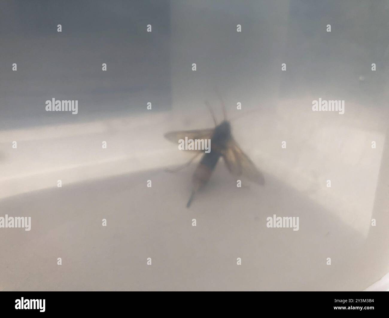 Giant Woodwasp (Urocerus gigas) Insecta Stock Photo - Alamy