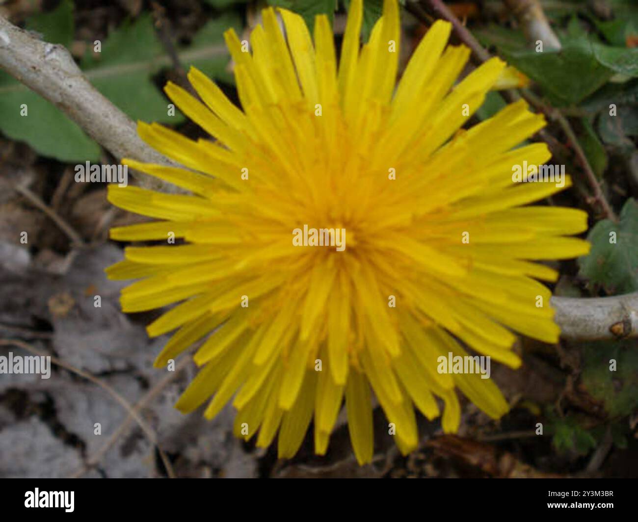 Beaked Hawksbeard (Crepis vesicaria) Plantae Stock Photo - Alamy