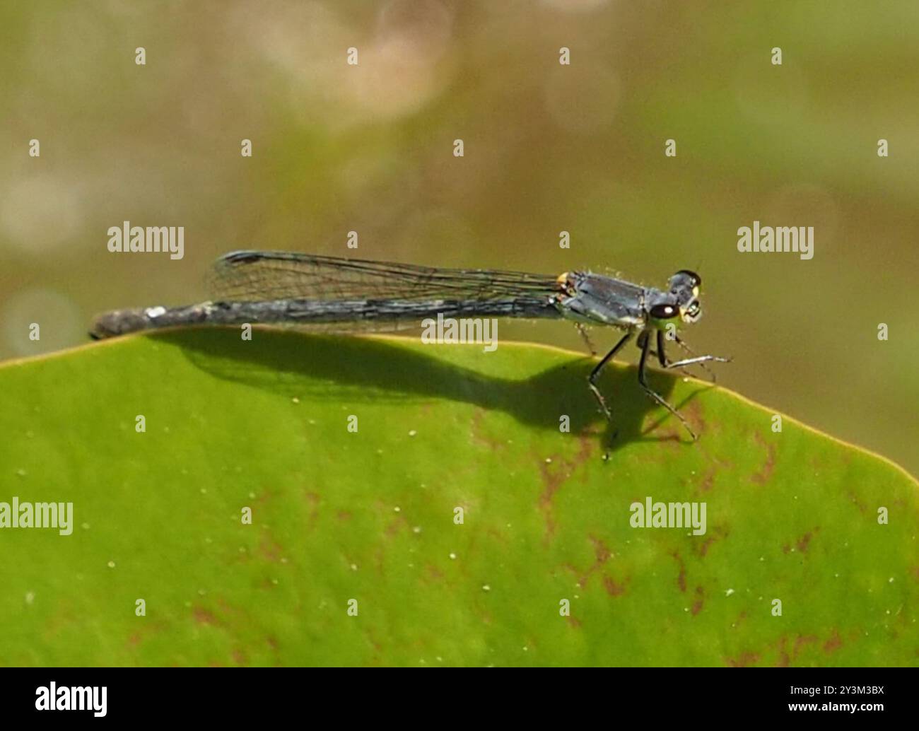 Fragile Forktail (Ischnura posita) Insecta Stock Photo - Alamy