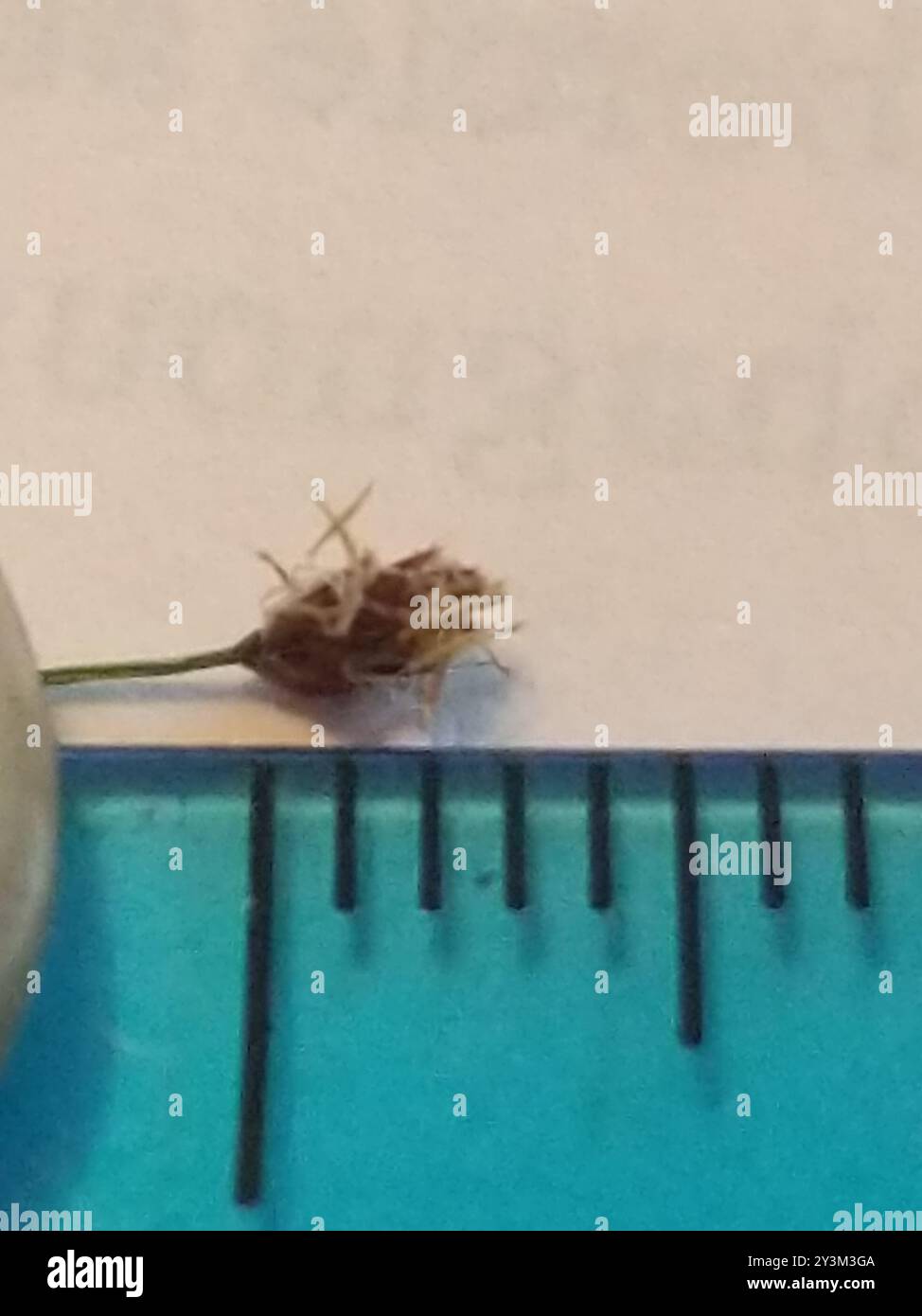 Slender Spikerush (Eleocharis tenuis) Plantae Stock Photo - Alamy