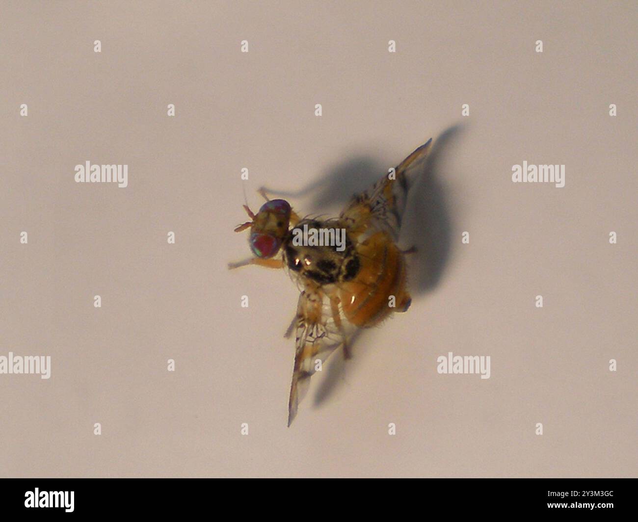 Mediterranean Fruit Fly (Ceratitis capitata) Insecta Stock Photo - Alamy