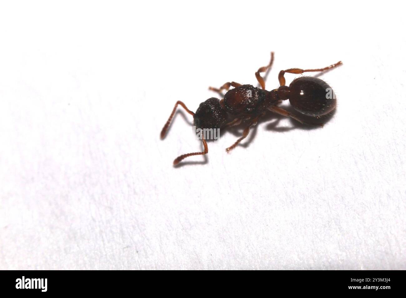 Scabrous Ant (Myrmica scabrinodis) Insecta Stock Photo - Alamy