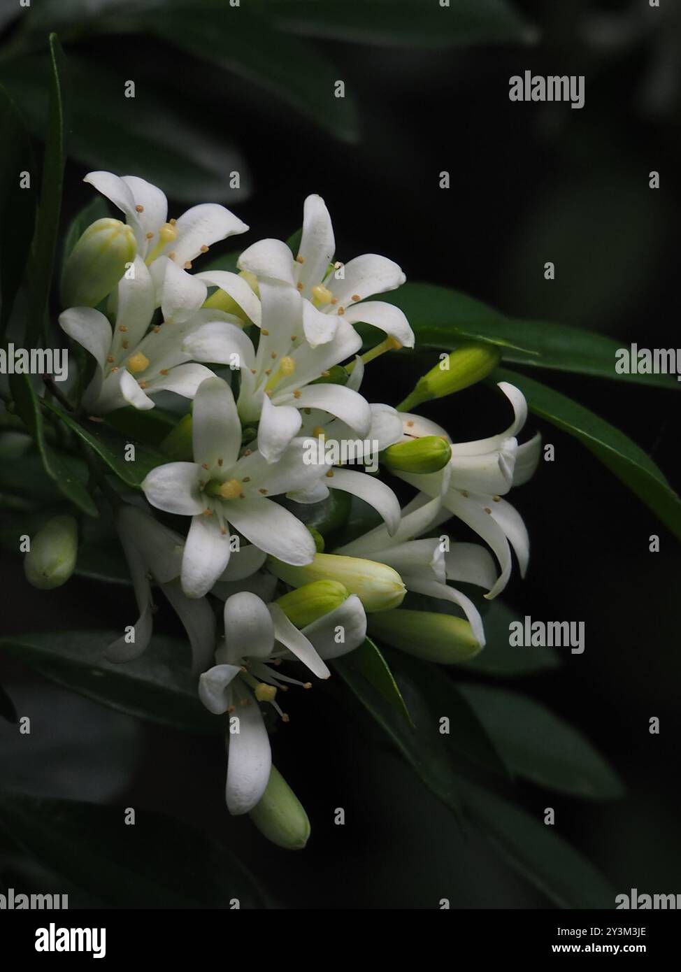 Orange Jasmine (Murraya paniculata) Plantae Stock Photo - Alamy