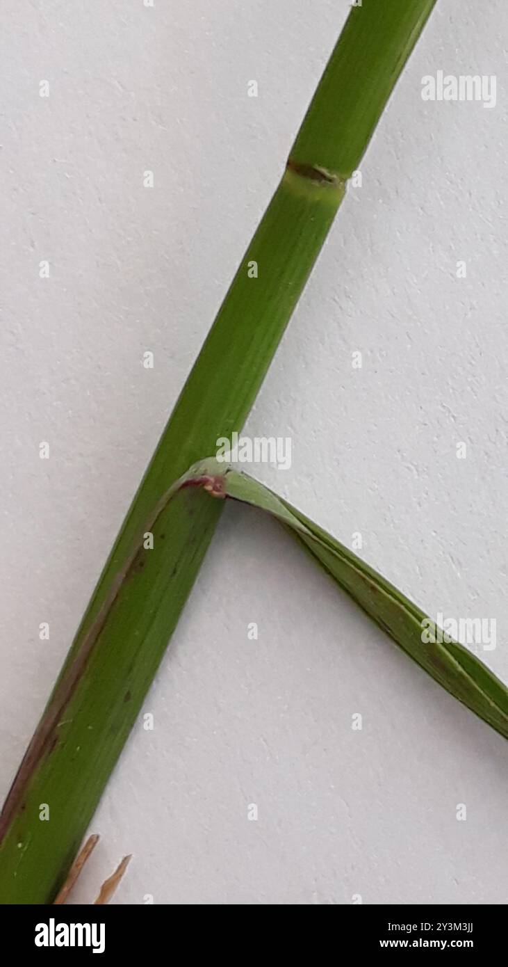 Canada bluegrass (Poa compressa) Plantae Stock Photo - Alamy