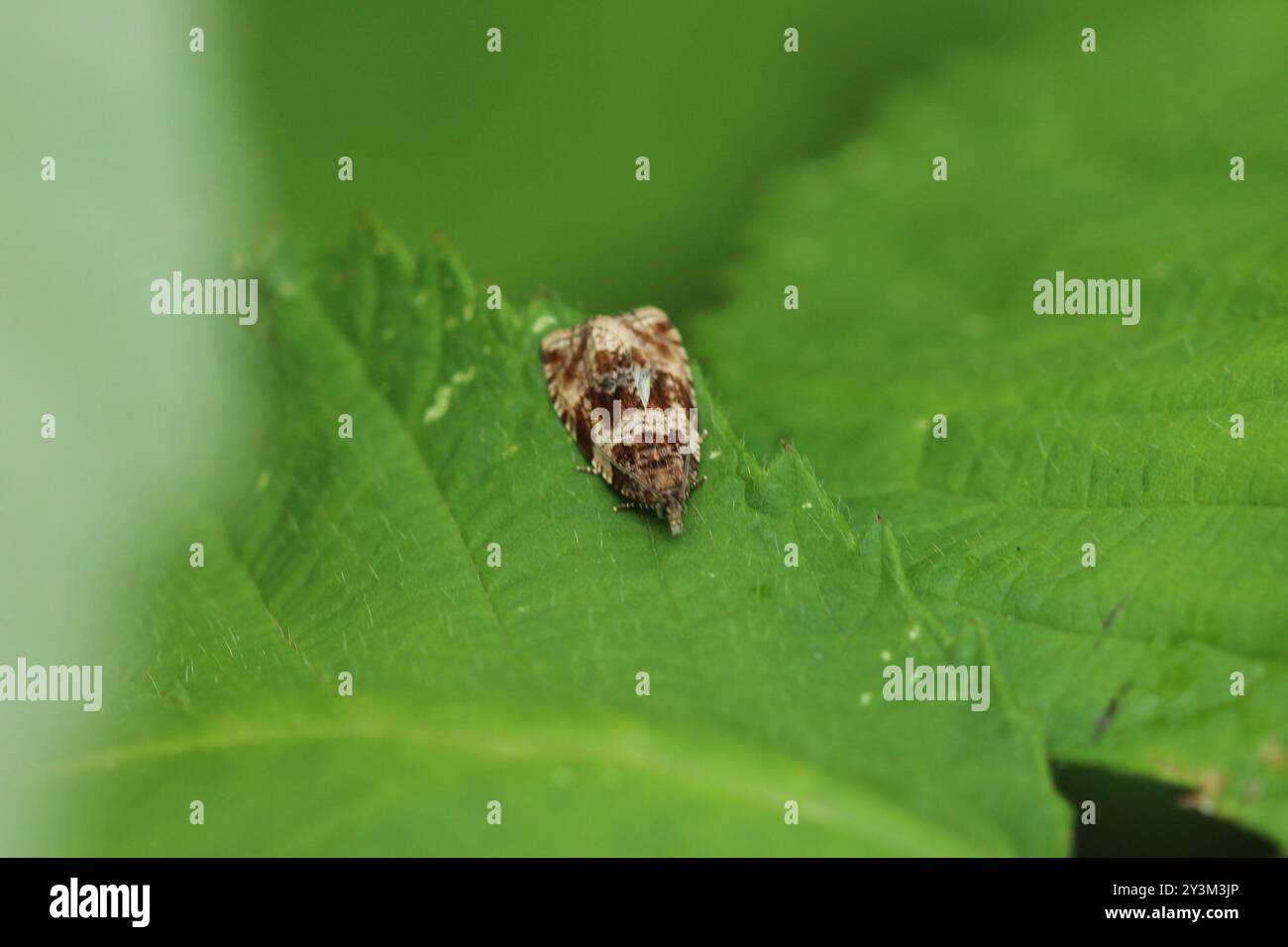 Tortricine Leafroller Moths (Tortricinae) Insecta Stock Photo - Alamy