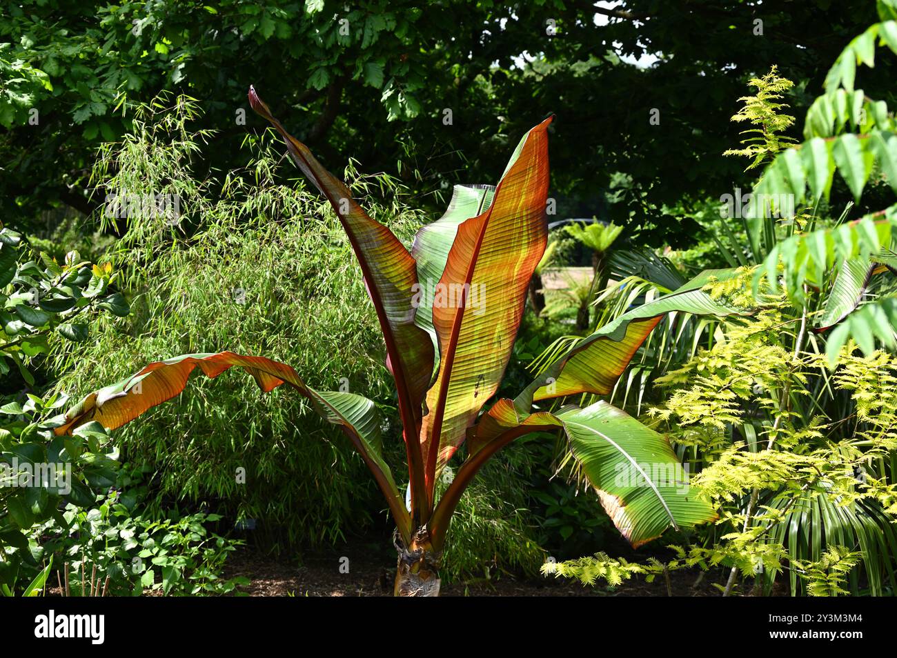 Red leaved Musa or banana plant growing in UK garden May Stock Photo ...