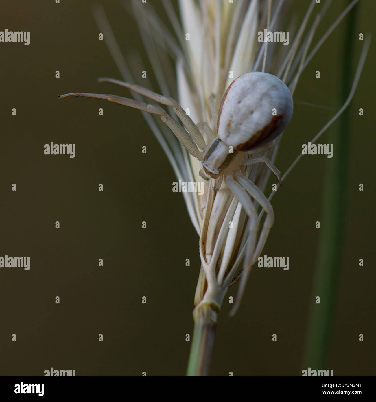 (Runcinia grammica) Arachnida Stock Photo - Alamy