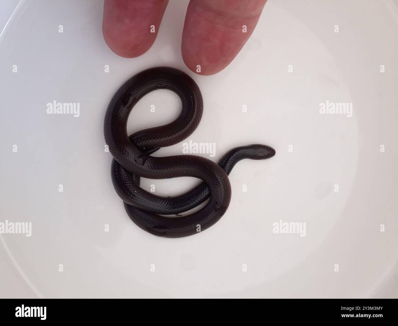 Southern Stiletto Snake (Atractaspis bibronii) Reptilia Stock Photo - Alamy