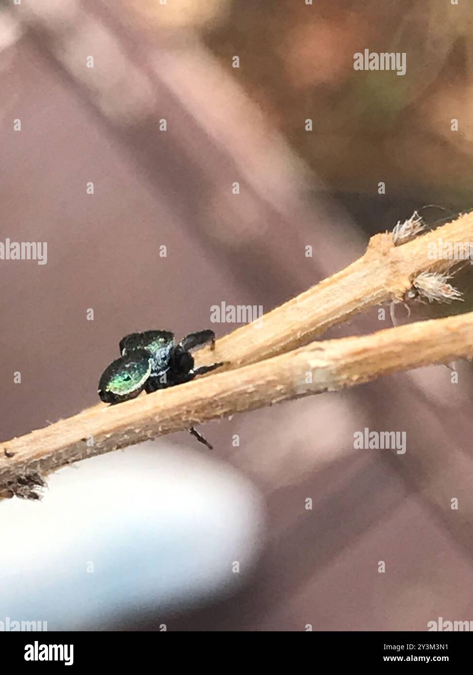 (Sassacus papenhoei) Arachnida Stock Photo - Alamy