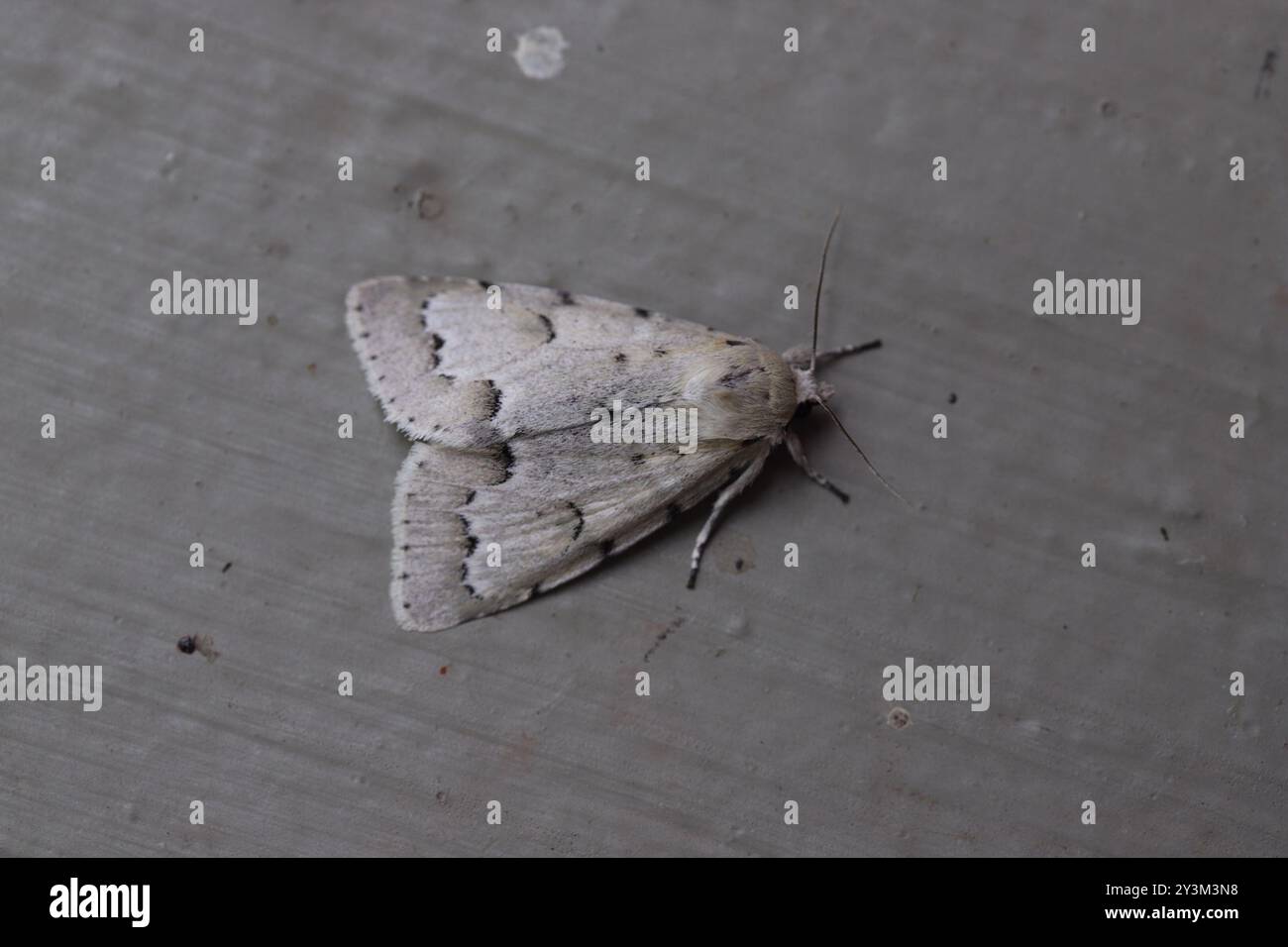 Dagger Moths (Acronicta) Insecta Stock Photo - Alamy
