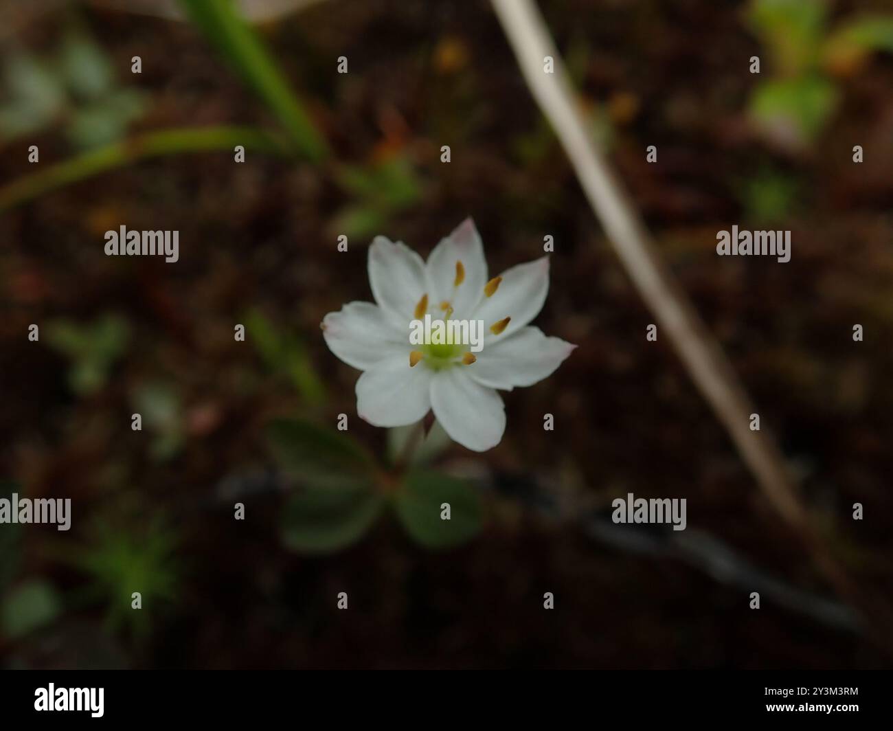 Arctic Starflower (Lysimachia europaea) Plantae Stock Photo - Alamy