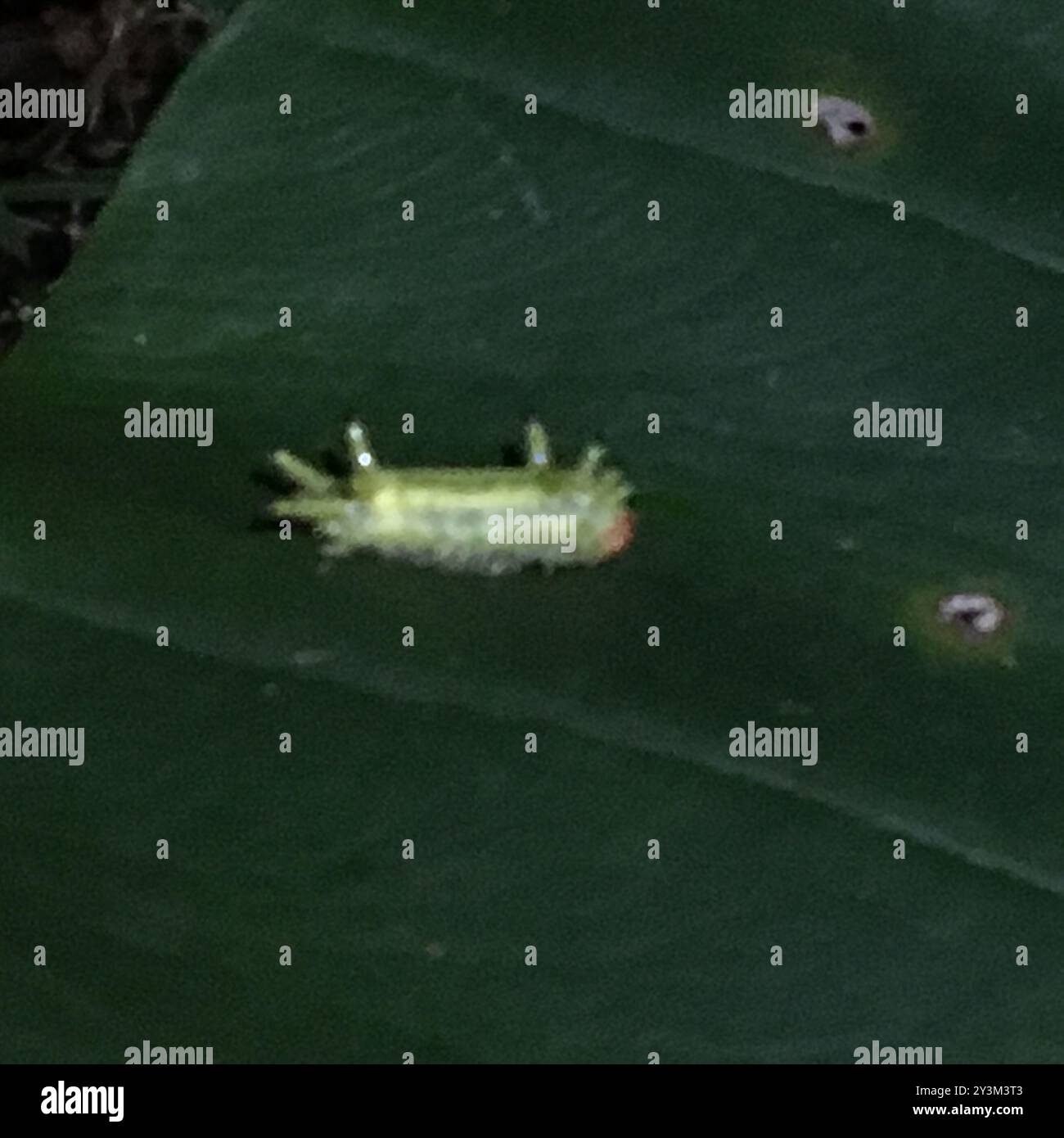 Slug Caterpillar Moths (Limacodidae) Insecta Stock Photo - Alamy