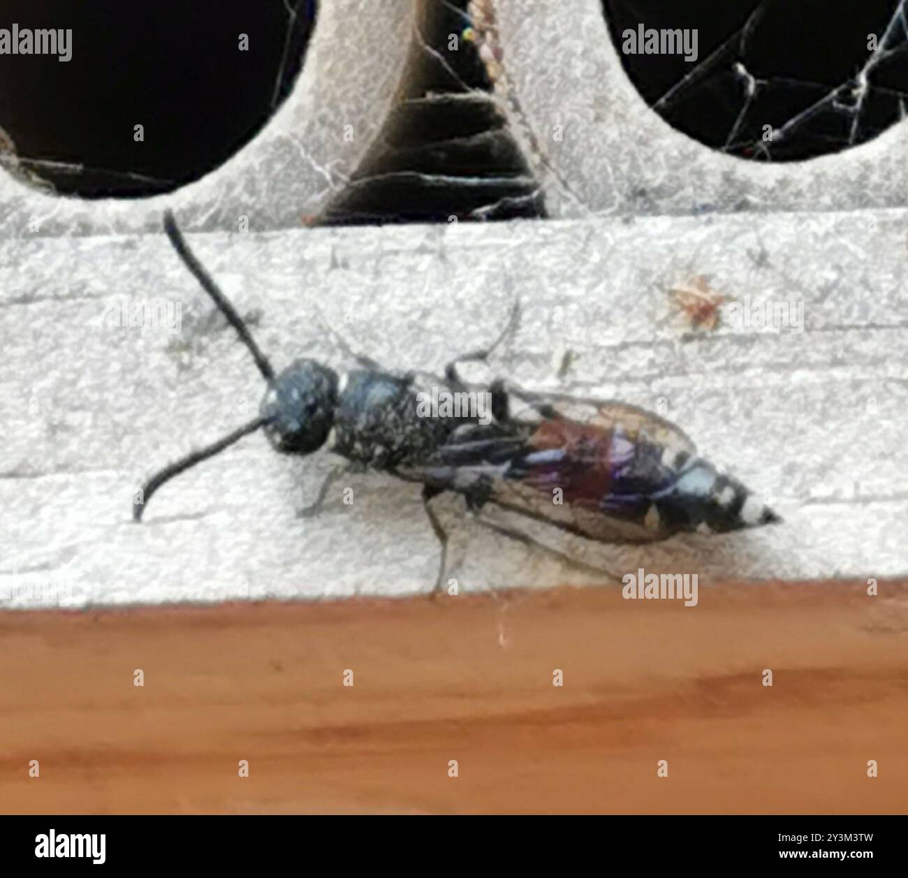 Five-spotted Club-horned Wasp (Sapyga quinquepunctata) Insecta Stock ...