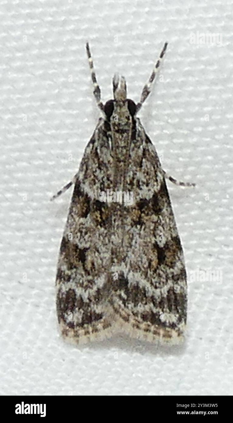 Double-striped Scoparia Moth (Scoparia biplagialis) Insecta Stock Photo ...