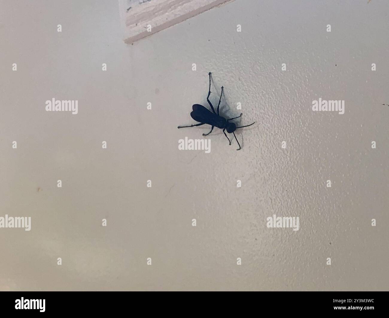 Nearctic Blue Mud-dauber Wasp (Chalybion californicum) Insecta Stock ...