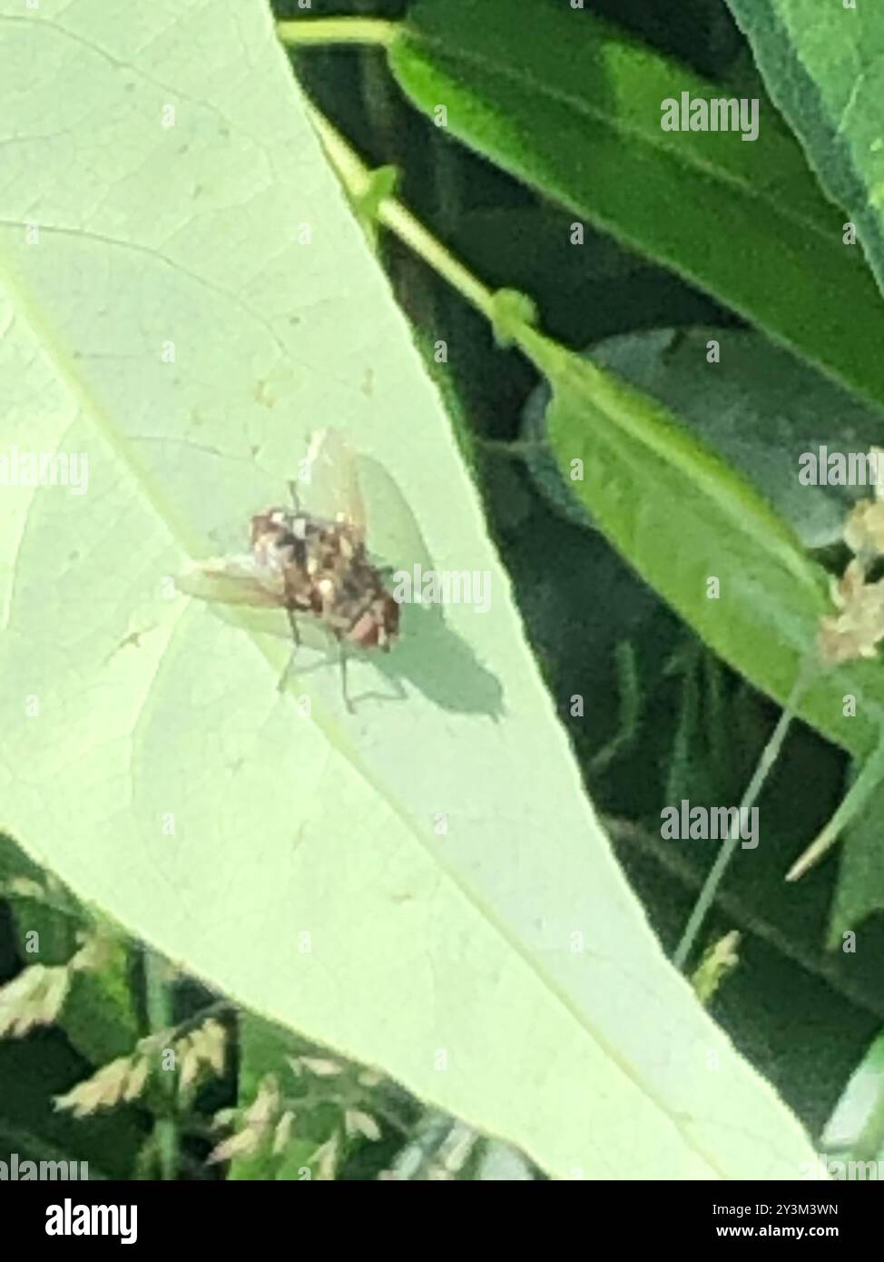 Cluster Flies (Pollenia) Insecta Stock Photo - Alamy