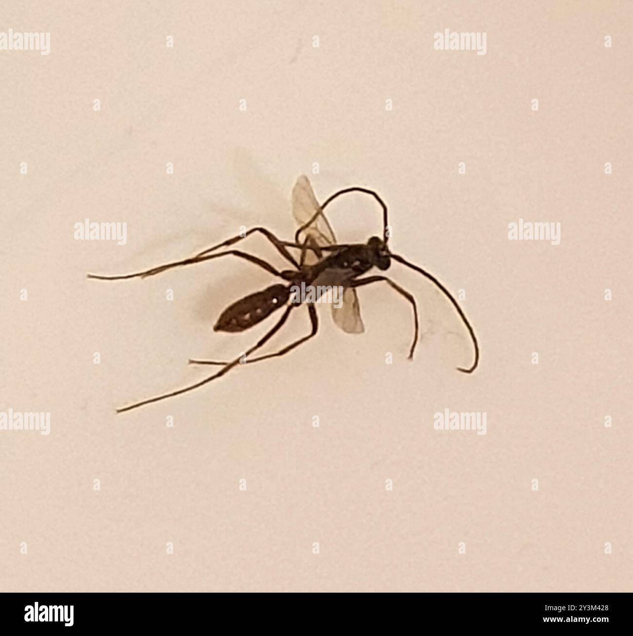 Ponerine Ants (Ponerinae) Insecta Stock Photo - Alamy