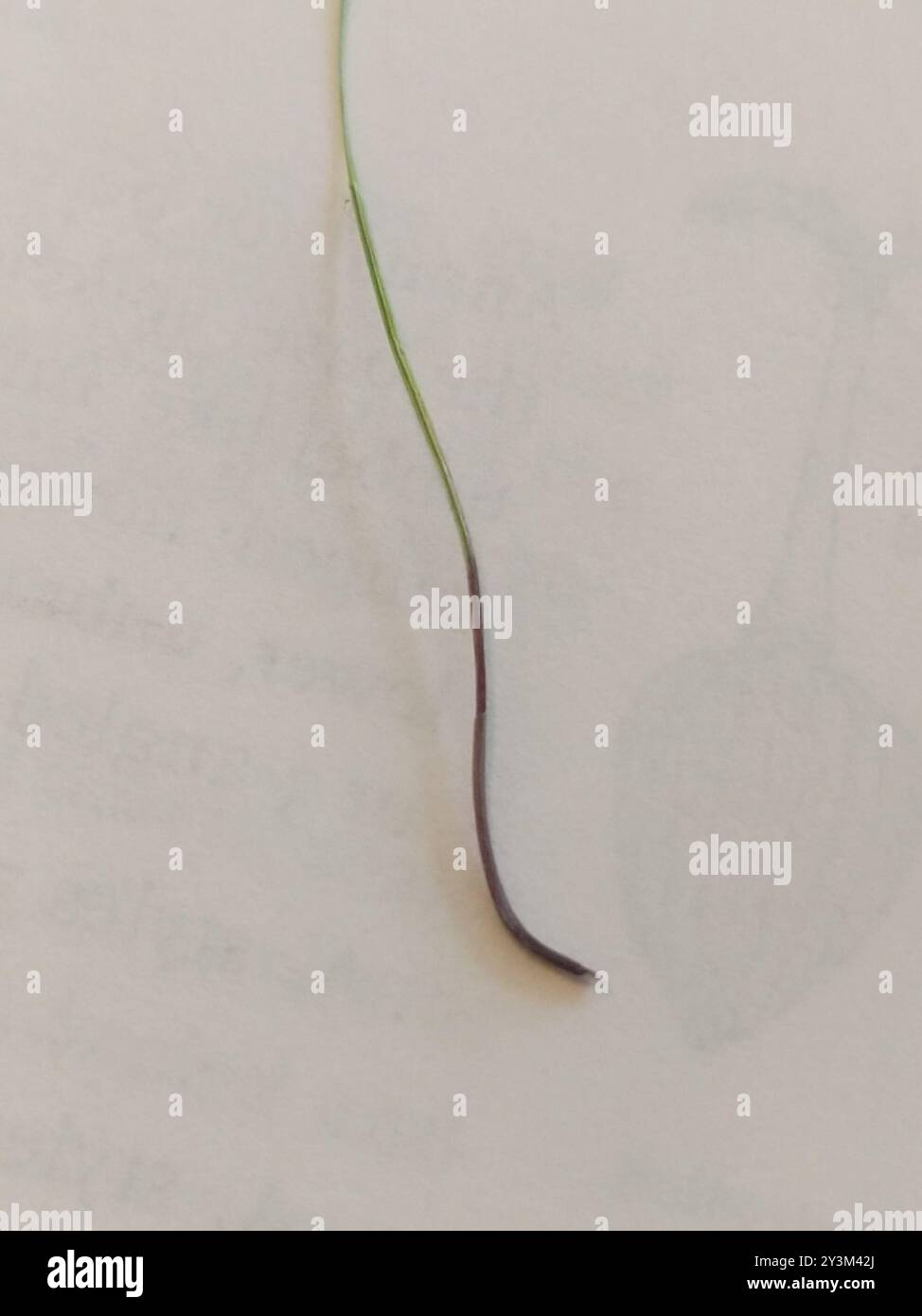 Slender Spikerush (Eleocharis tenuis) Plantae Stock Photo - Alamy