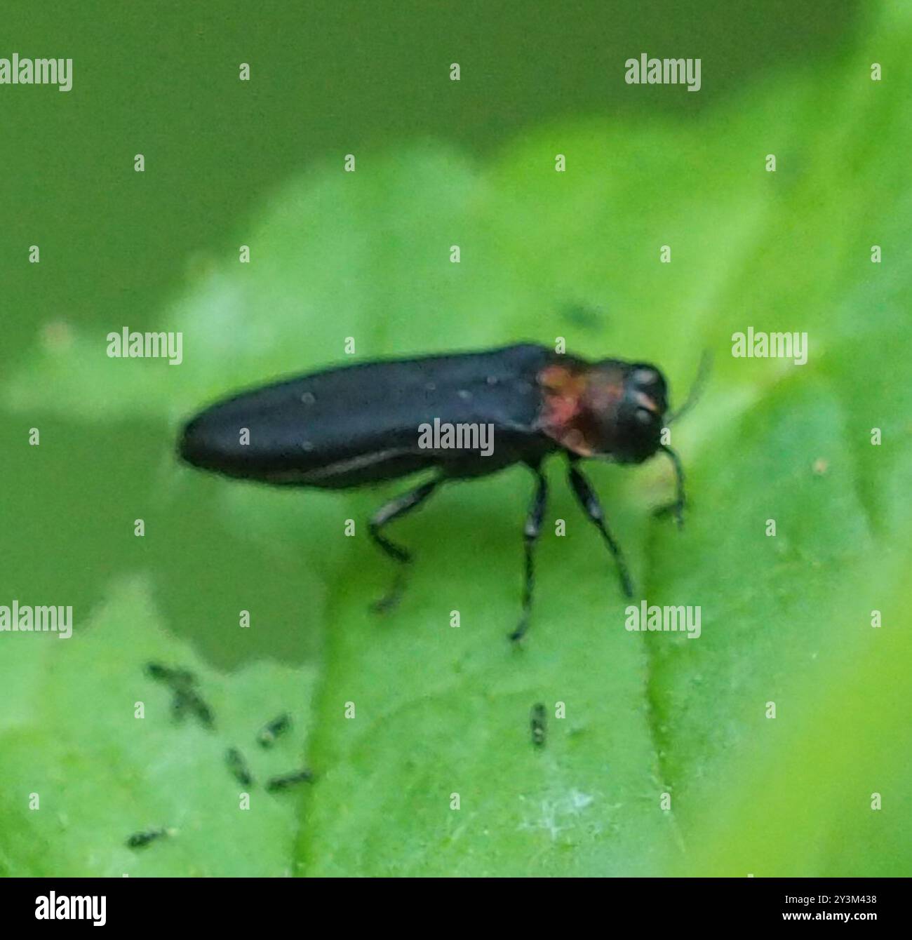 Red-necked Cane Borer Beetle (Agrilus ruficollis) Insecta Stock Photo ...