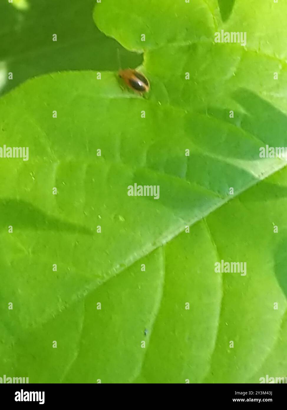 Skeletonizing Leaf and Flea Beetles (Galerucinae) Insecta Stock Photo ...