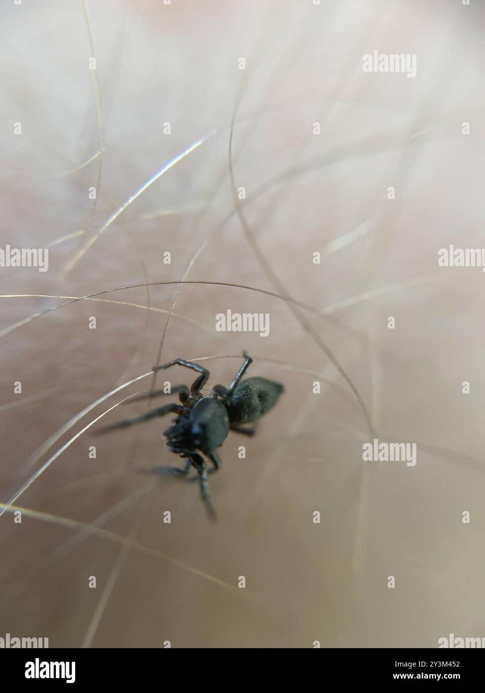 Sun Jumping Spiders (Heliophanus) Arachnida Stock Photo - Alamy