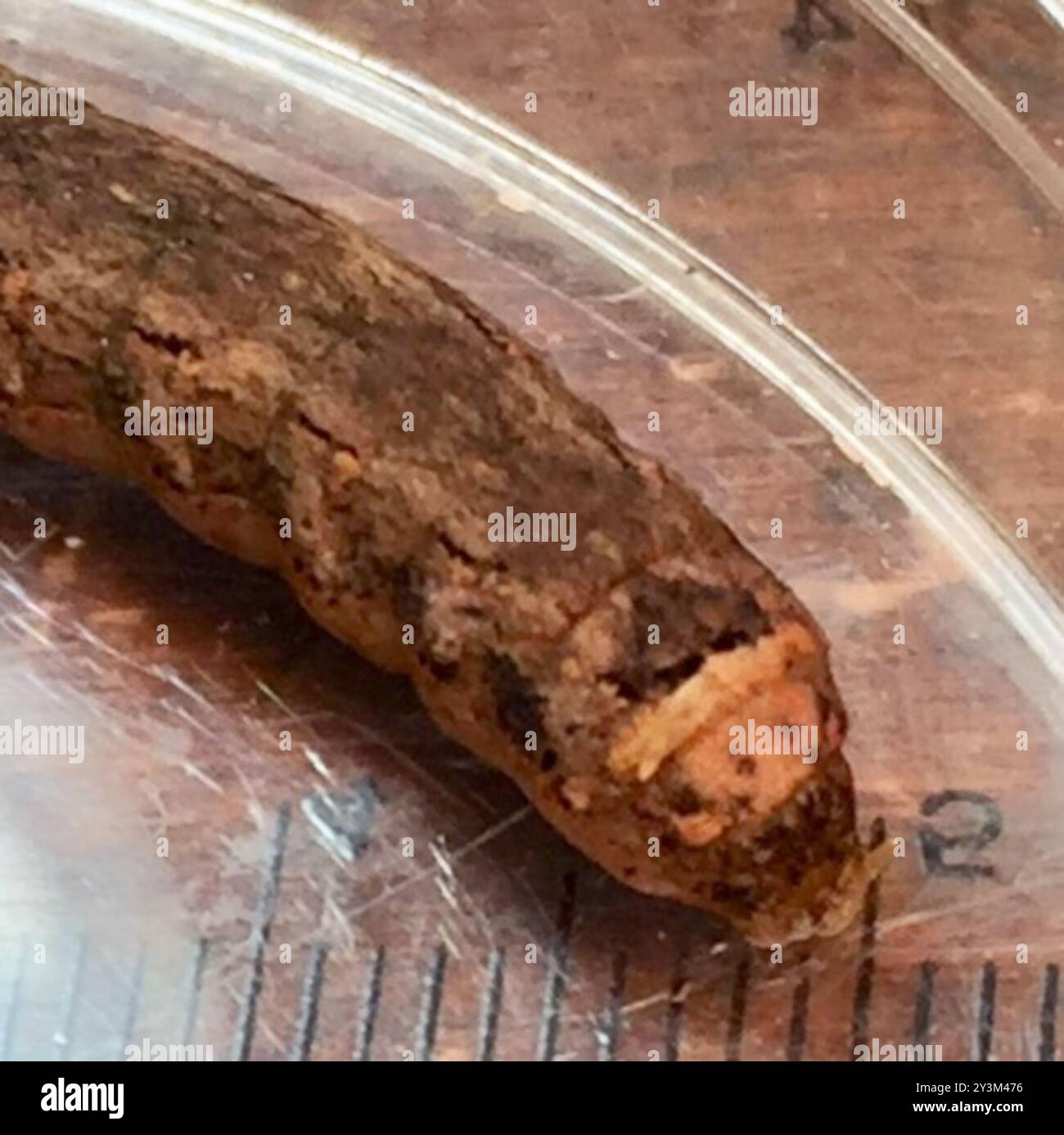 Variegated Cutworm Moth (Peridroma saucia) Insecta Stock Photo - Alamy