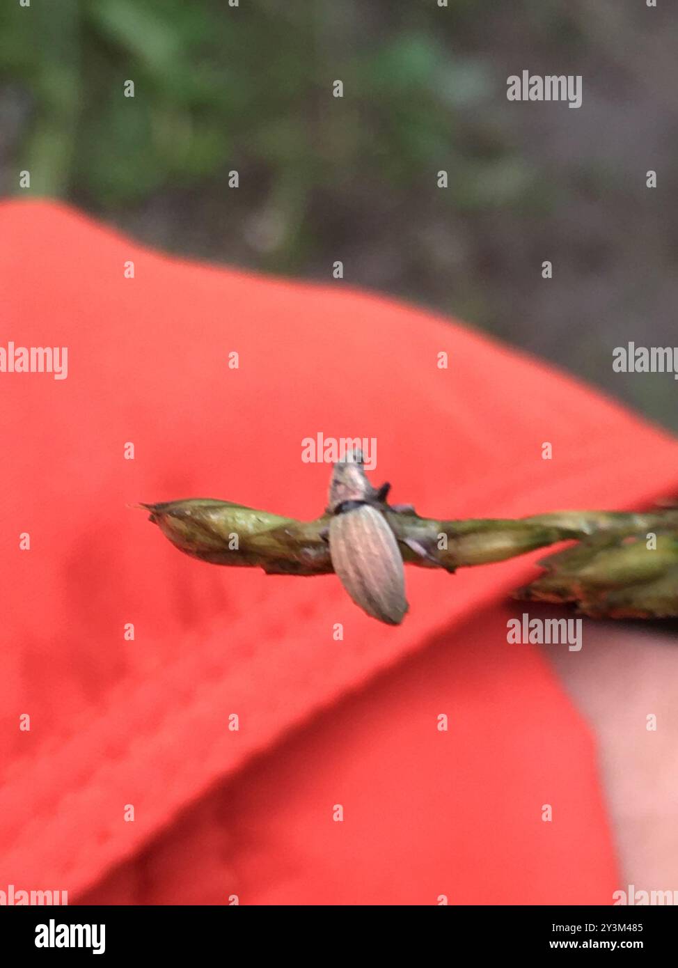 Broad-nosed Weevils (Entiminae) Insecta Stock Photo - Alamy