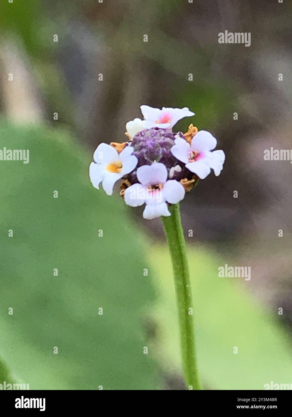 turkey tangle frogfruit (Phyla nodiflora) Plantae Stock Photo - Alamy