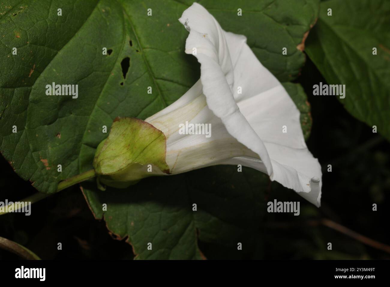 large bindweed (Calystegia silvatica) Plantae Stock Photo - Alamy
