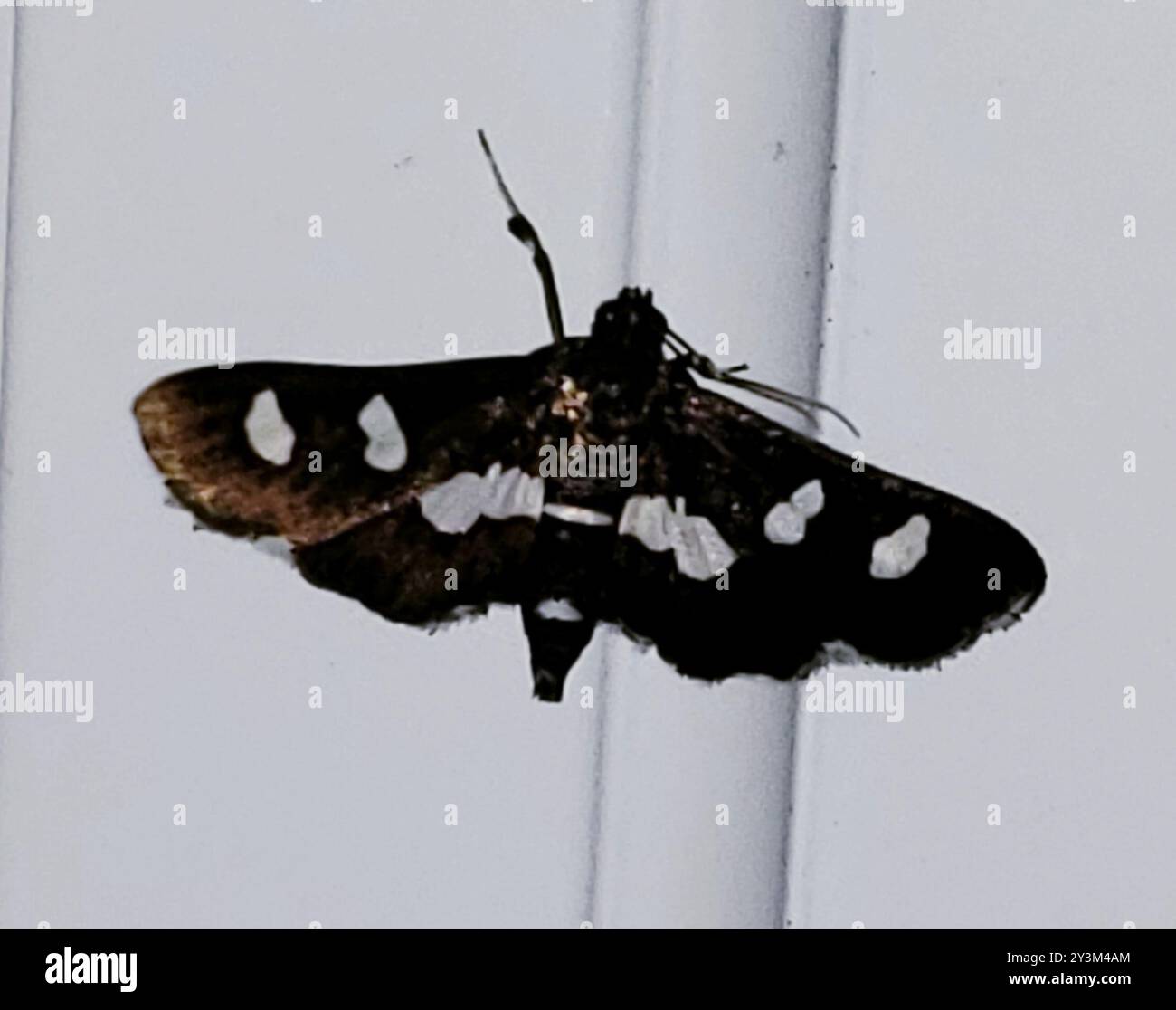Grape Leaffolder Moth (Desmia funeralis) Insecta Stock Photo - Alamy