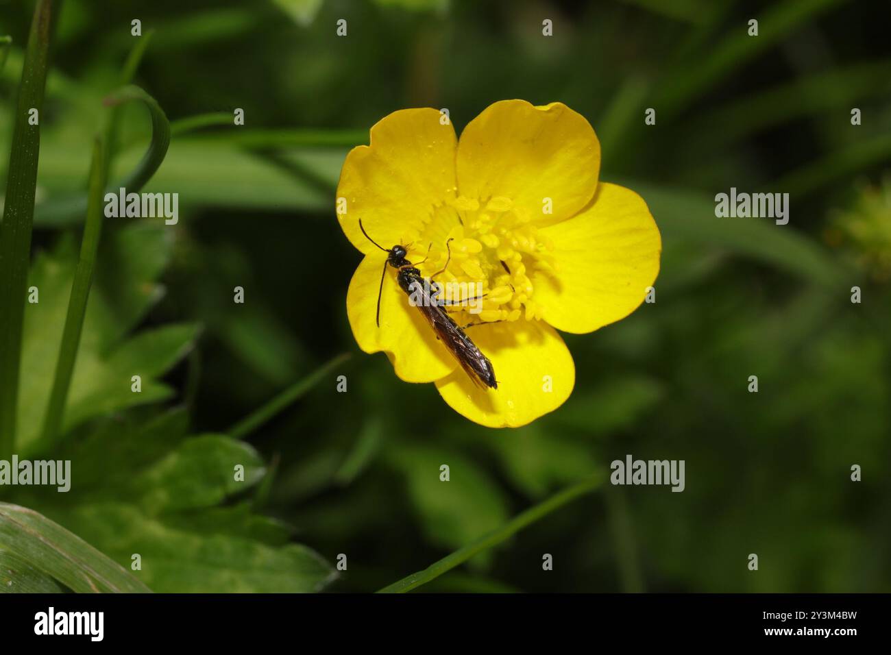 Stem Sawflies (Cephidae) Insecta Stock Photo - Alamy