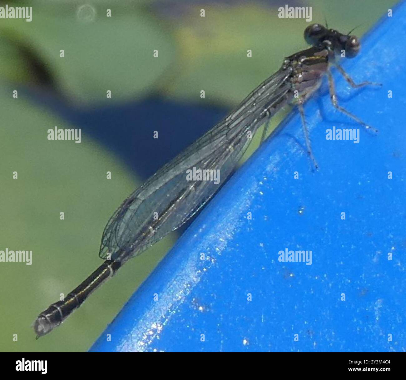 Fragile Forktail (Ischnura posita) Insecta Stock Photo - Alamy