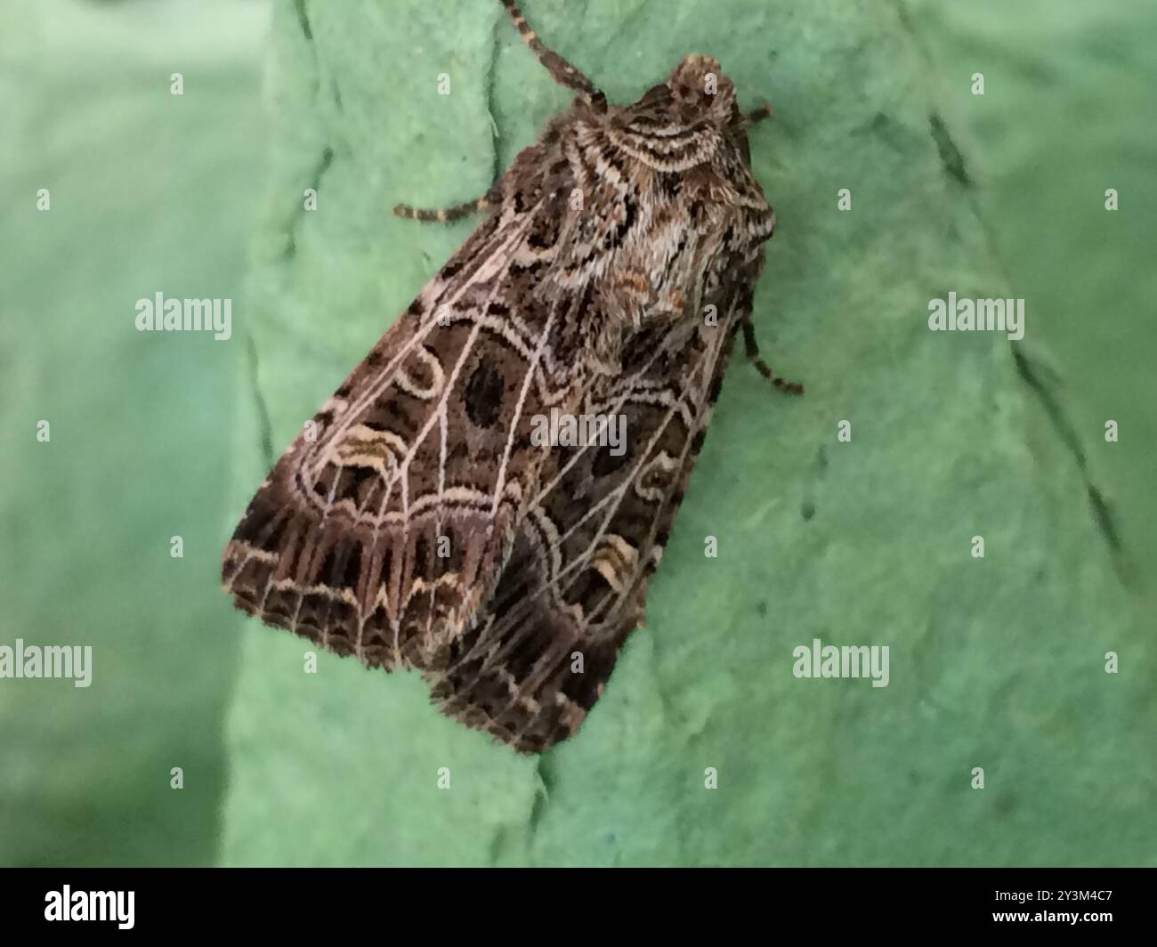 Bordered Gothic (Sideridis reticulata) Insecta Stock Photo - Alamy